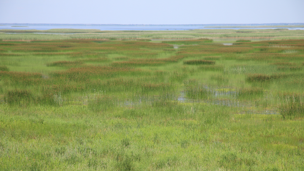 An Exhibition about Lake Lubāns is coming this year! – LIFE GOODWATER IP